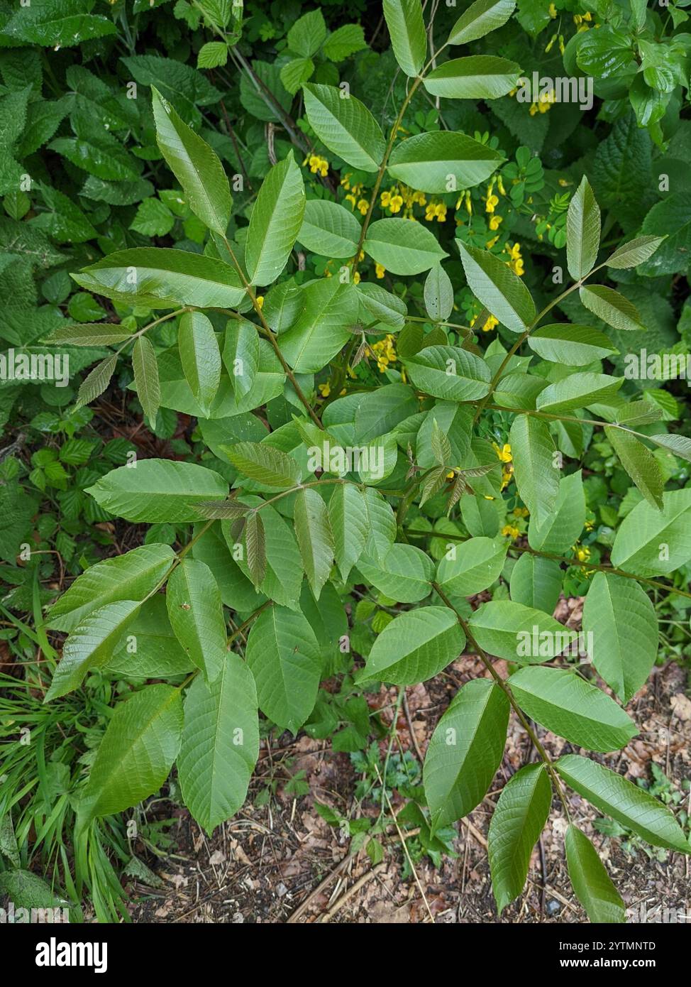 Persian walnut (Juglans regia Stock Photo - Alamy