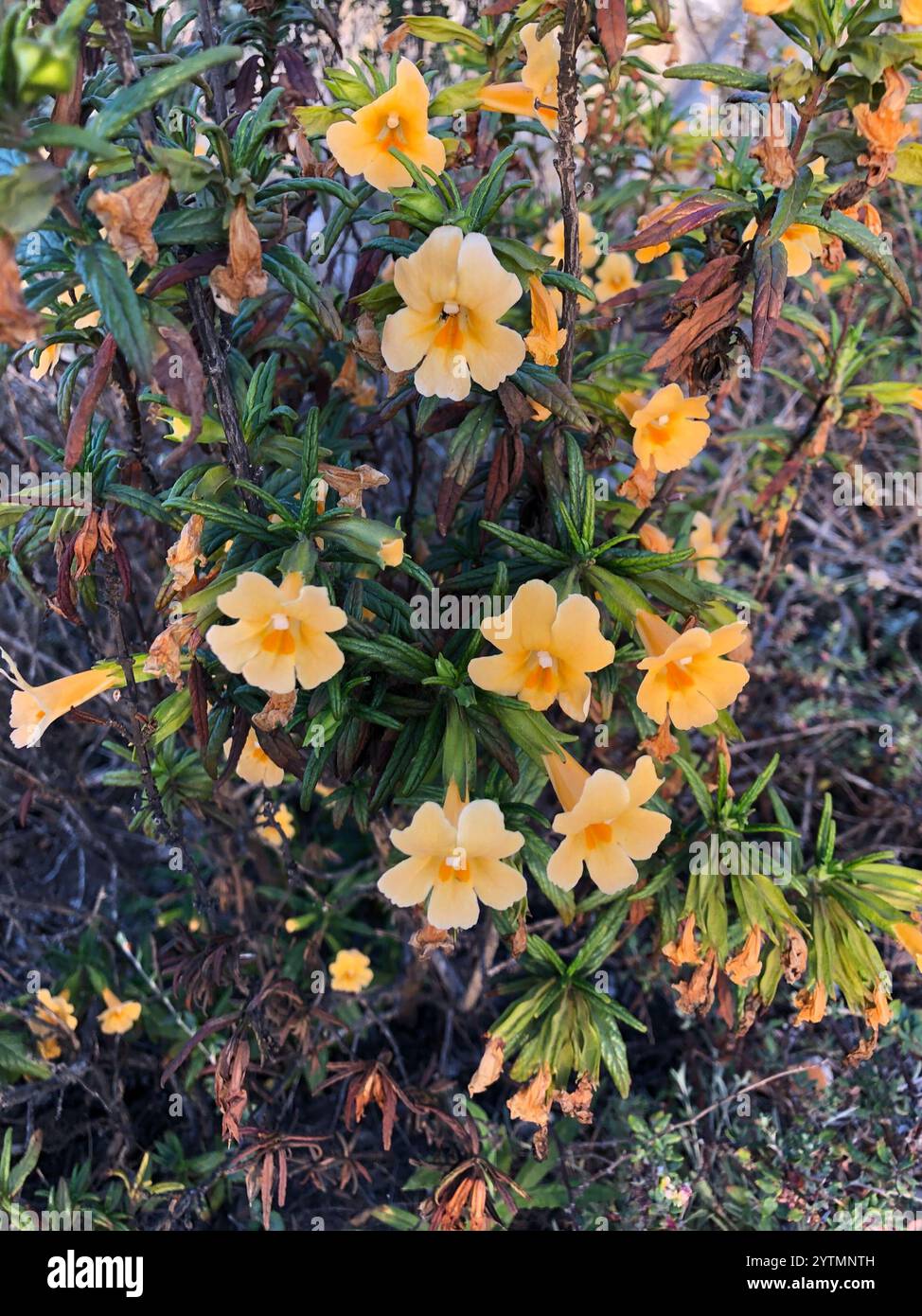 orange bush monkeyflower (Diplacus aurantiacus Stock Photo - Alamy
