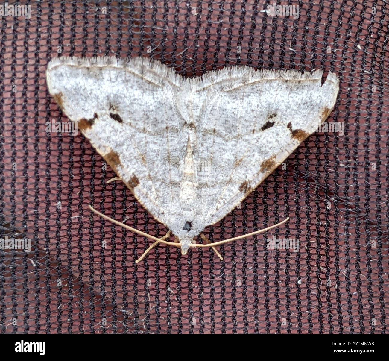 Angle Moths and Allies (Macariini Stock Photo - Alamy