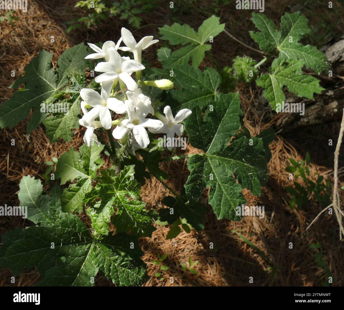 Texas Bull Nettle (Cnidoscolus texanus Stock Photo - Alamy