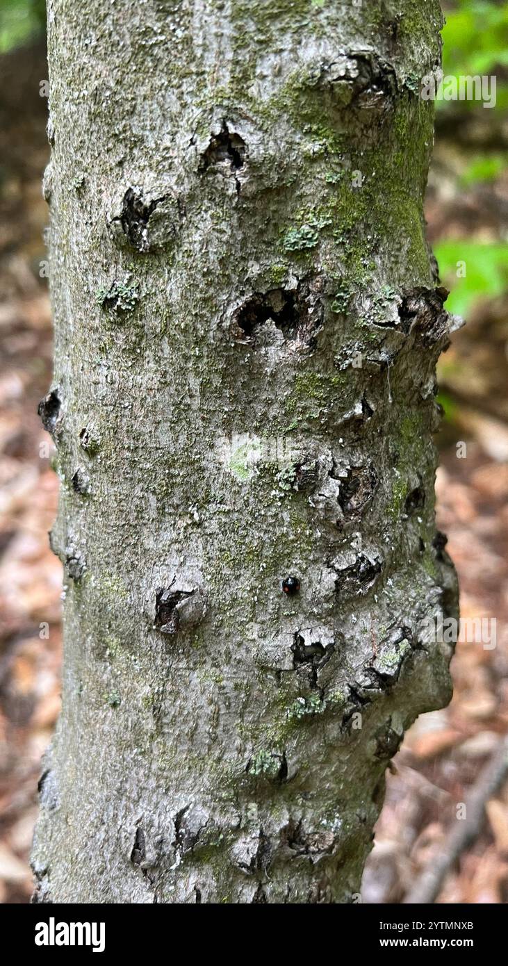 Beech Scale (Cryptococcus fagisuga Stock Photo - Alamy