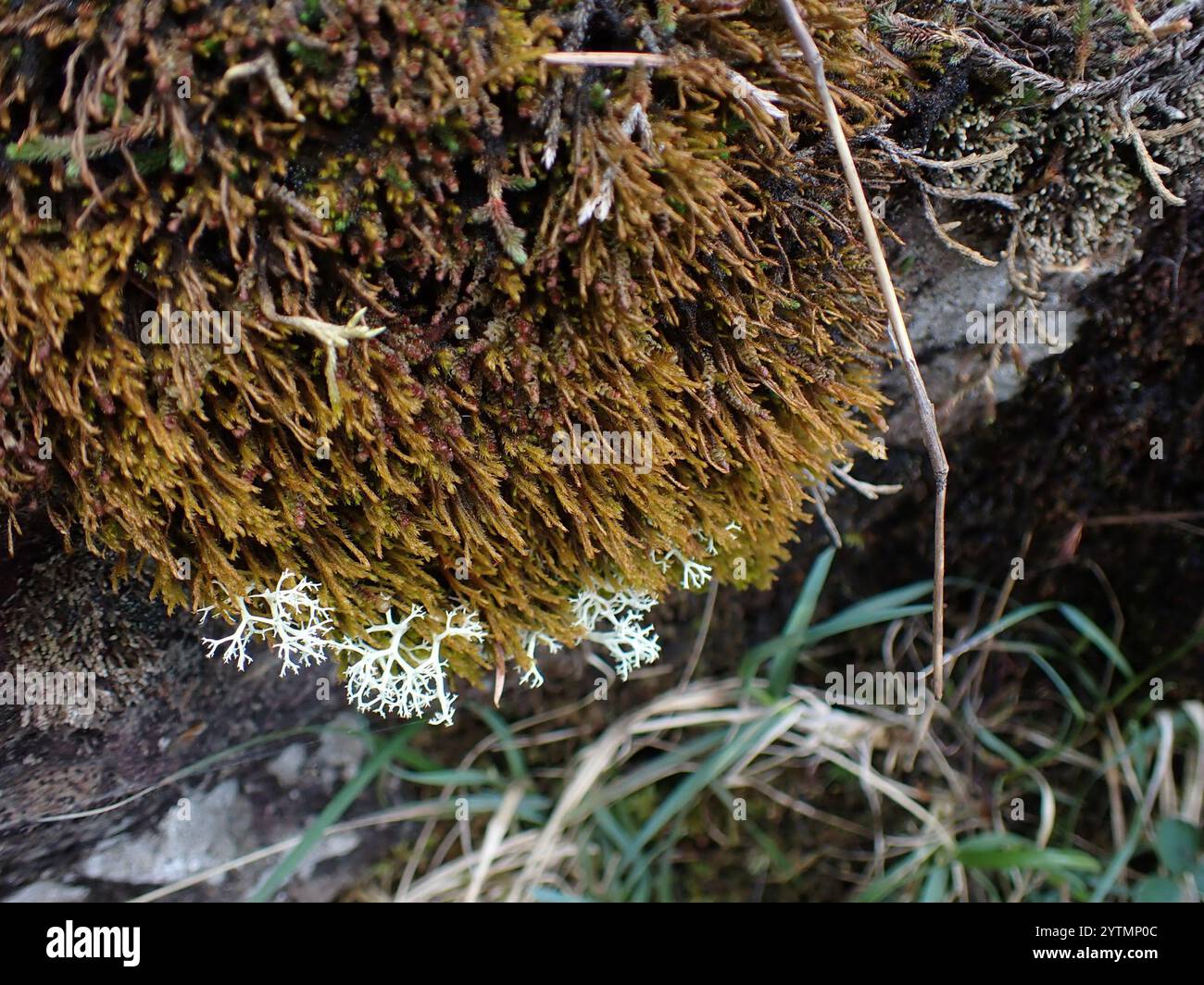 Bent Scissor-leaved Liverwort (Herbertus aduncus Stock Photo - Alamy