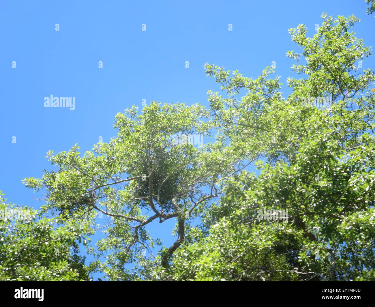 American Mistletoe (Phoradendron leucarpum Stock Photo - Alamy