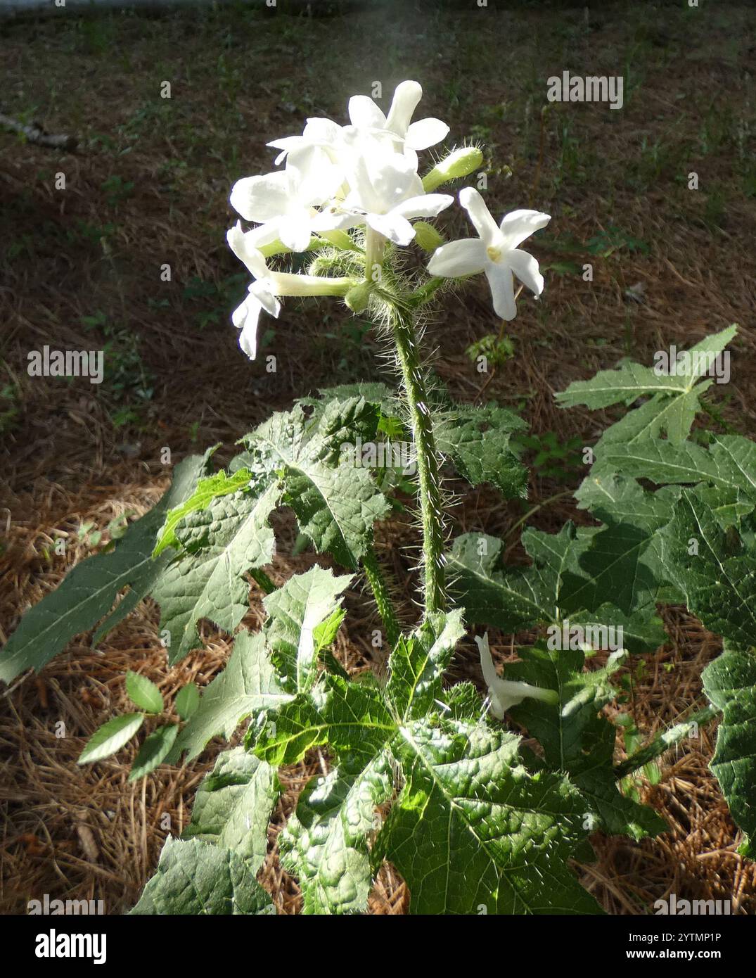 Texas Bull Nettle (Cnidoscolus texanus Stock Photo - Alamy