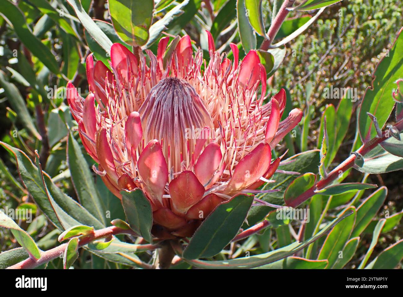 stink-leaf sugarbush (Protea susannae Stock Photo - Alamy
