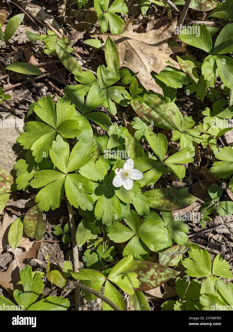wood anemone (Anemonoides quinquefolia Stock Photo - Alamy
