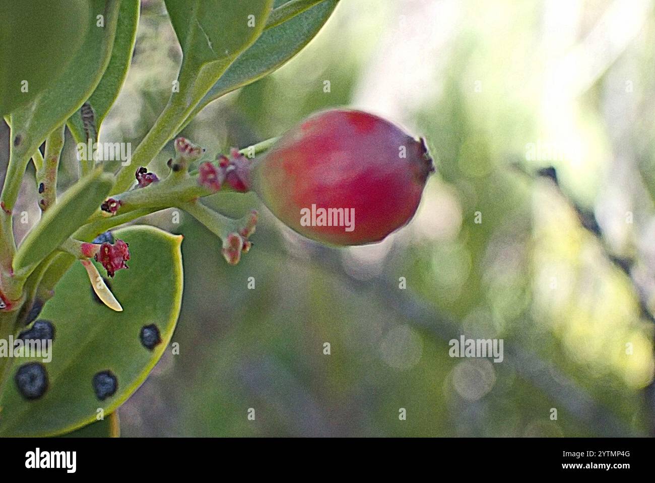 Cape Sumach (Colpoon compressum Stock Photo - Alamy