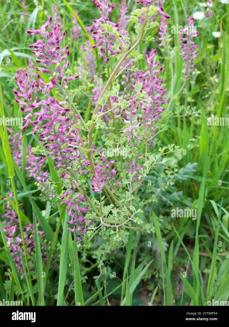 Common Fumitory (Fumaria officinalis Stock Photo - Alamy