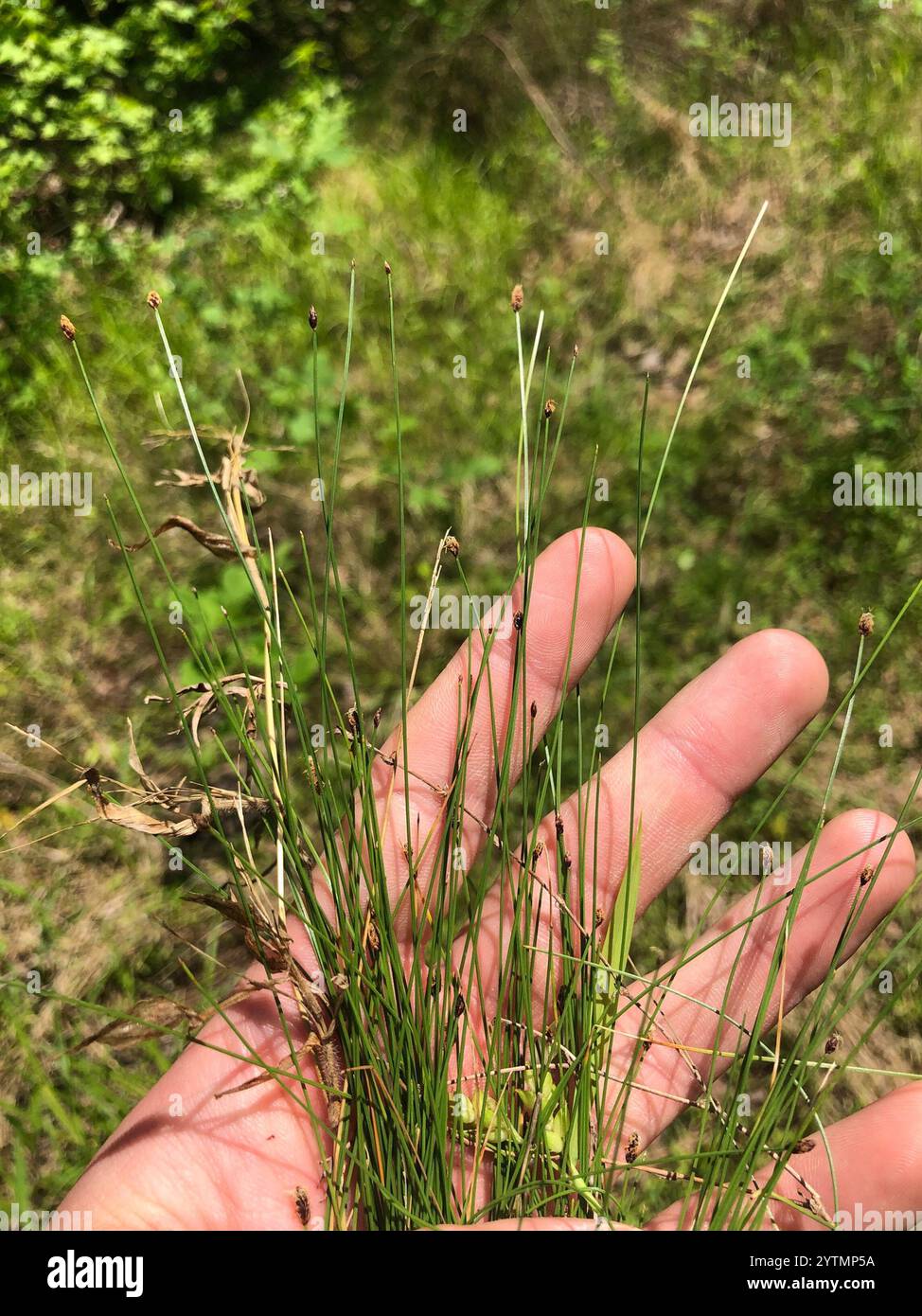slender spike rush (Eleocharis tenuis verrucosa Stock Photo - Alamy