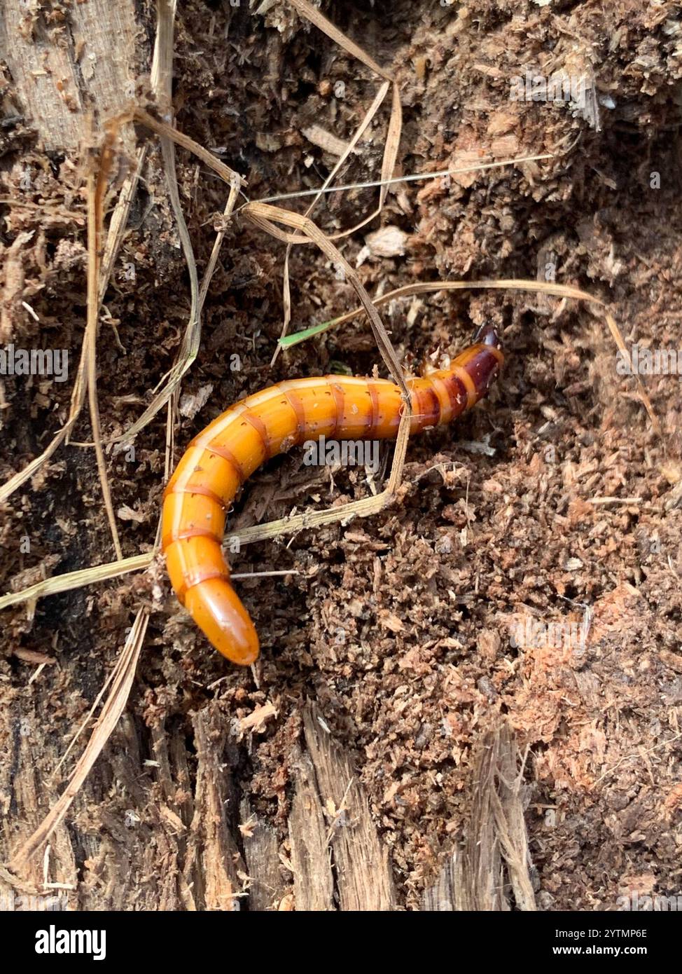 Water, Rove, Scarab, Long-horned, Leaf, and Snout Beetles (Polyphaga ...