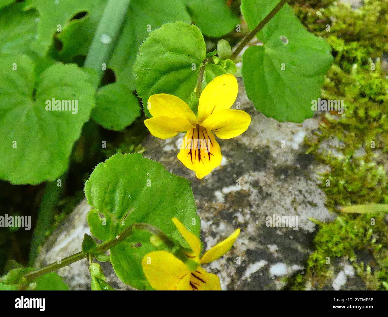 Twoflower Violet (Viola biflora Stock Photo - Alamy