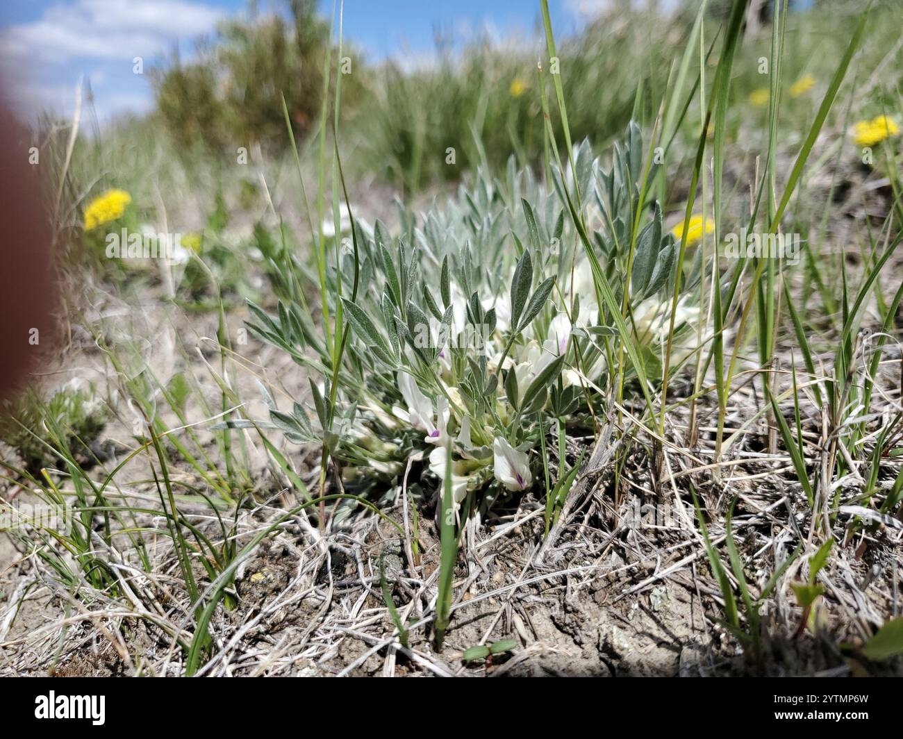 Threeleaf Milkvetch (Astragalus gilviflorus Stock Photo - Alamy
