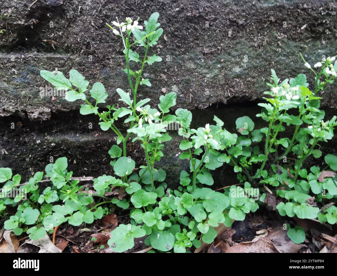 wavy bittercress (Cardamine flexuosa Stock Photo - Alamy