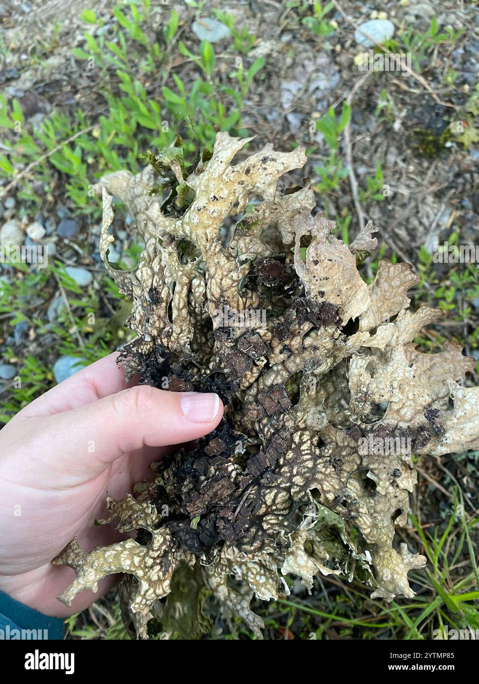 Tree Lungwort (Lobaria pulmonaria Stock Photo - Alamy