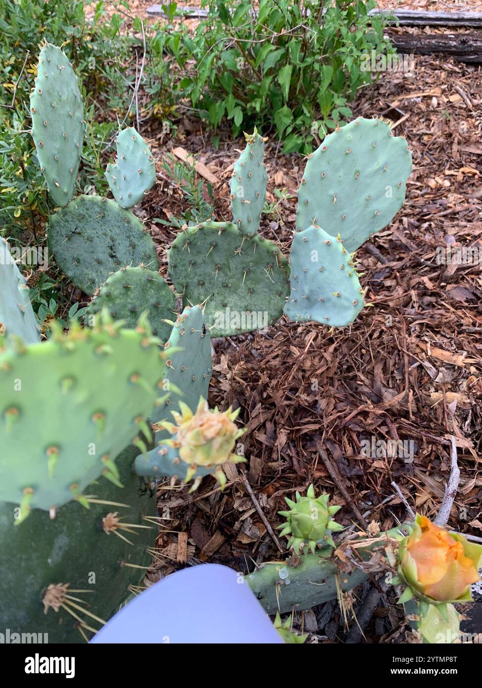 Western Pricklypear (Opuntia orbiculata Stock Photo - Alamy