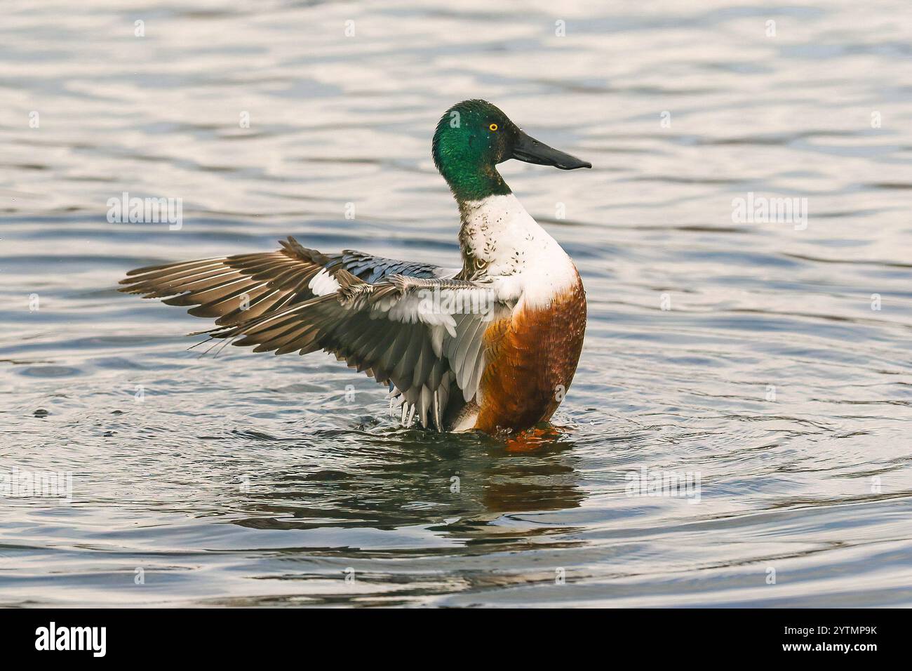 A Northern Shoveler duck completing a wing flap at close range ...