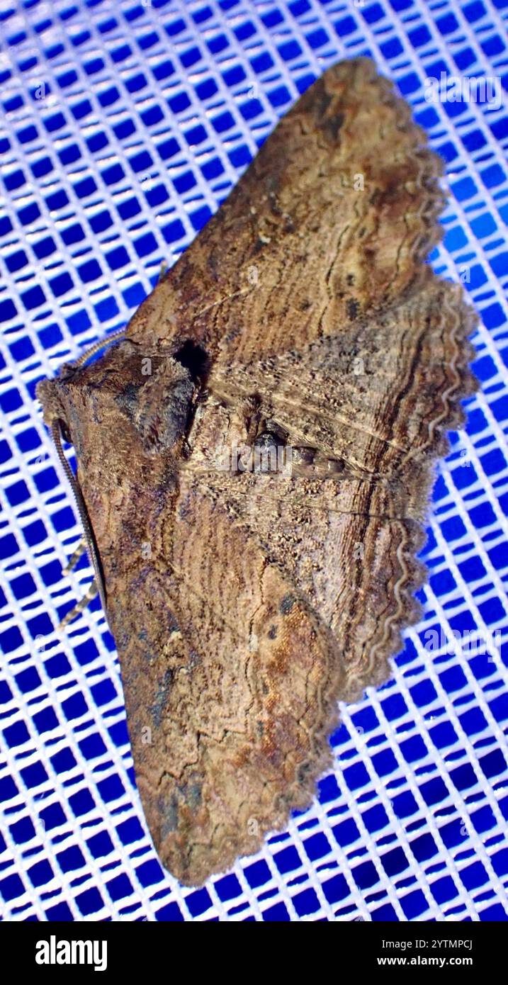 Brown Shades (Pericyma mendax Stock Photo - Alamy