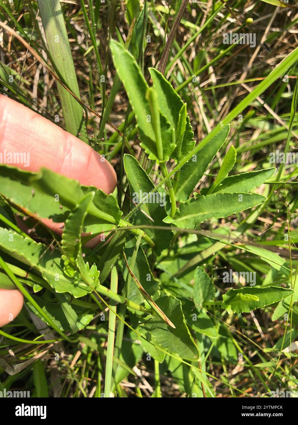 blueflower eryngo (Eryngium integrifolium Stock Photo - Alamy
