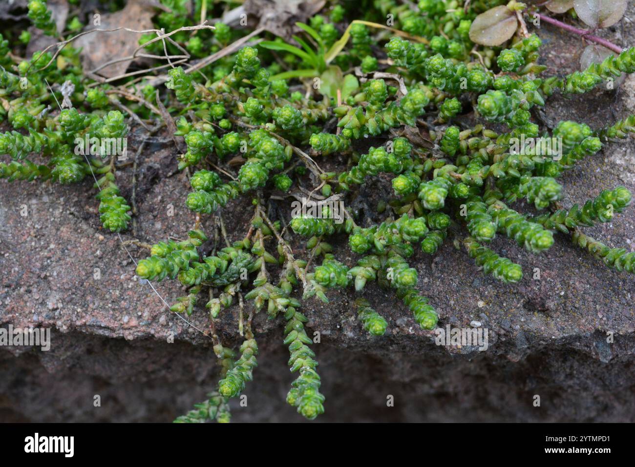 Biting Stonecrop (Sedum acre Stock Photo - Alamy