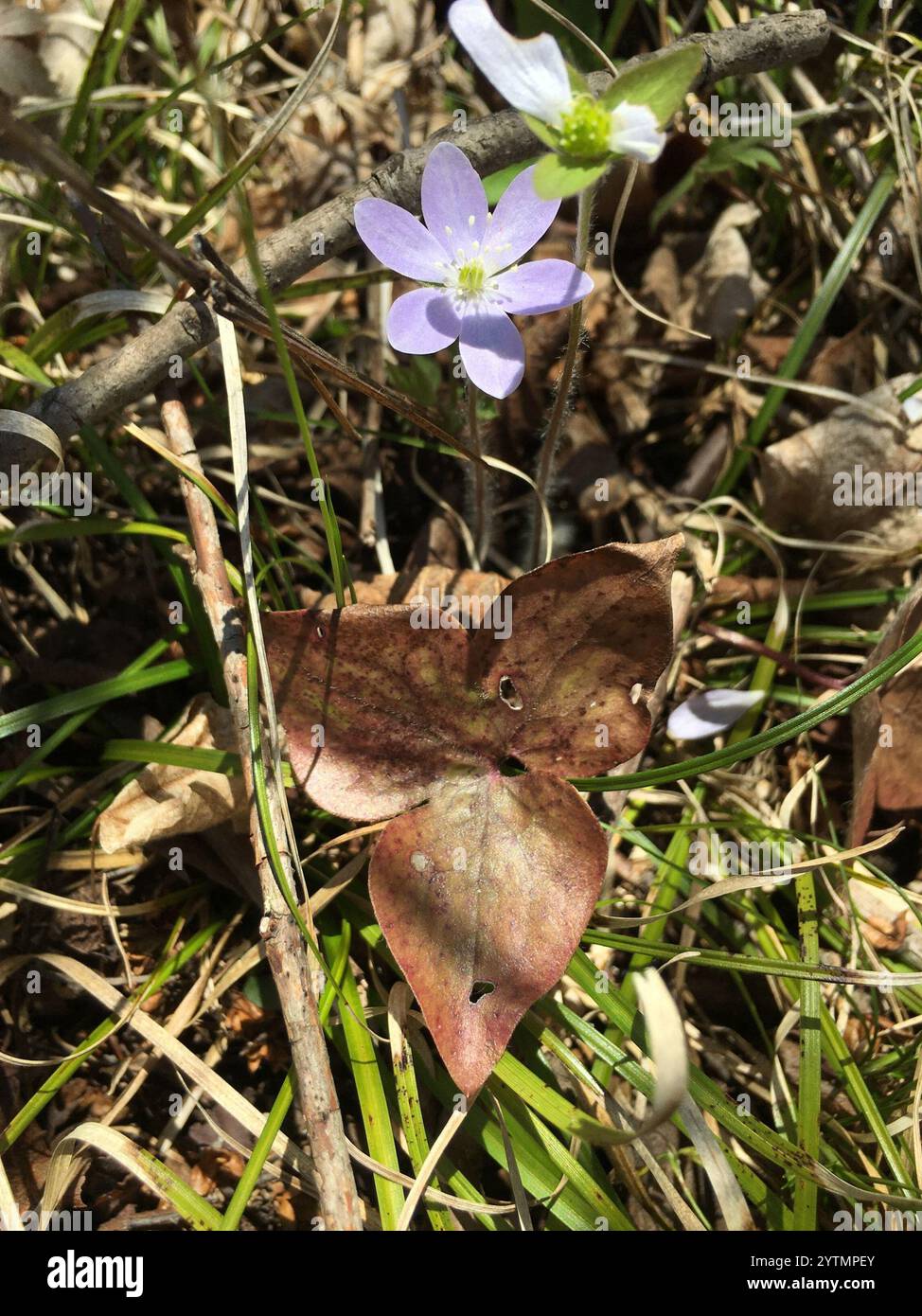 sharp-lobed hepatica (Hepatica acutiloba Stock Photo - Alamy