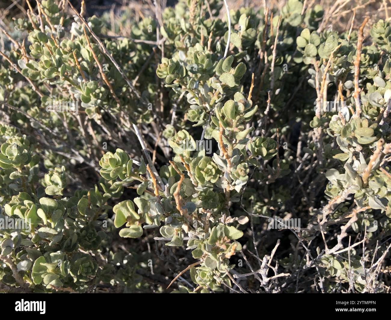 Shadscale Saltbush (Atriplex confertifolia Stock Photo - Alamy