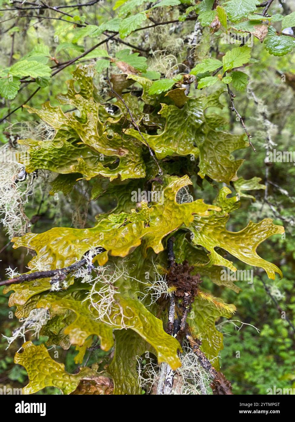 Tree Lungwort (Lobaria pulmonaria Stock Photo - Alamy