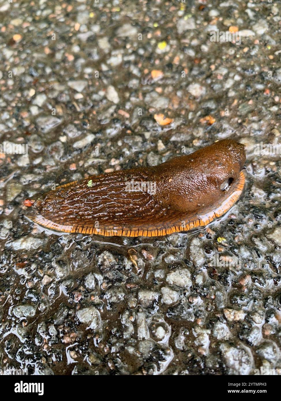 Arion Slugs (Arion Stock Photo - Alamy
