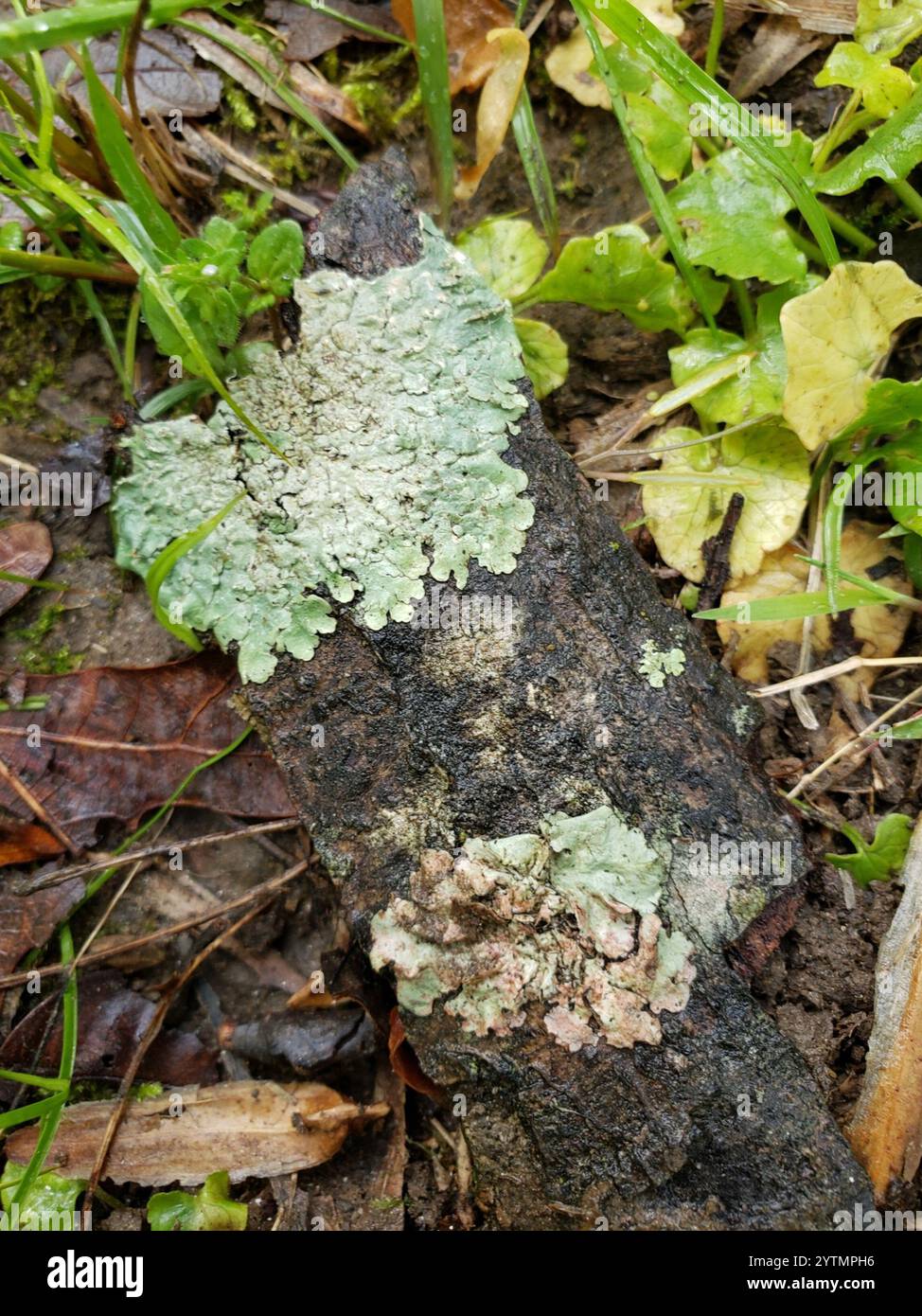 common greenshield lichen (Flavoparmelia caperata Stock Photo - Alamy