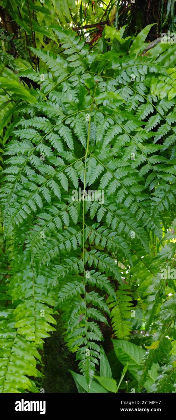 giant hare's foot fern (Davallia solida Stock Photo - Alamy