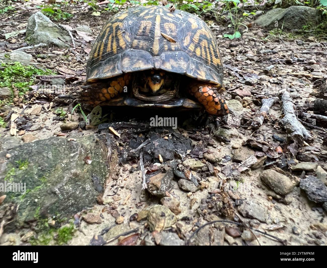 Eastern Box Turtle (Terrapene carolina carolina Stock Photo - Alamy