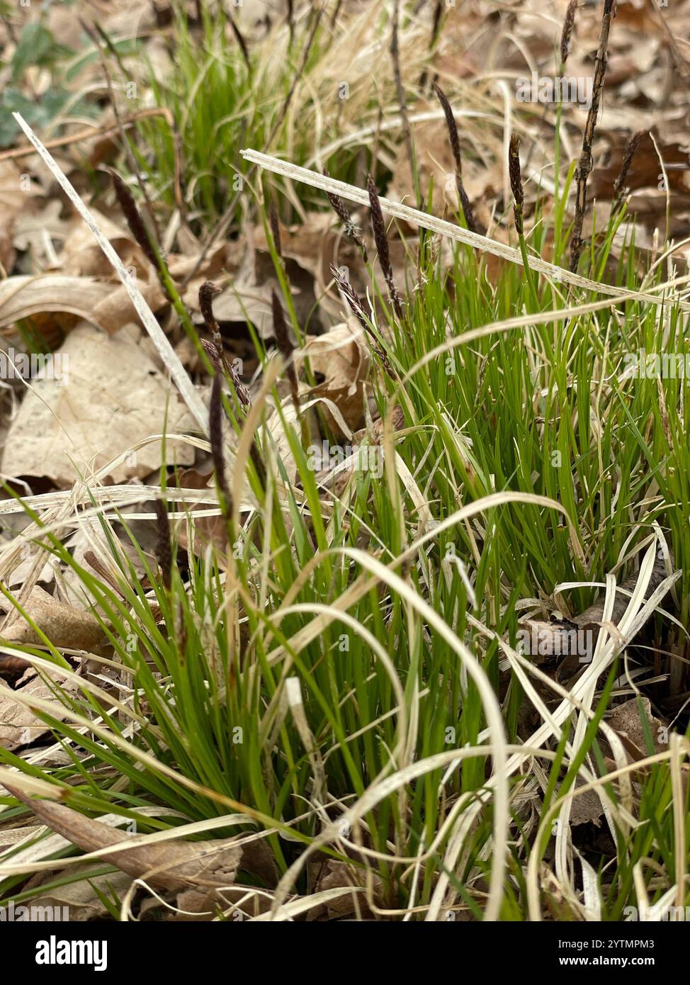 Pennsylvania sedge (Carex pensylvanica Stock Photo - Alamy