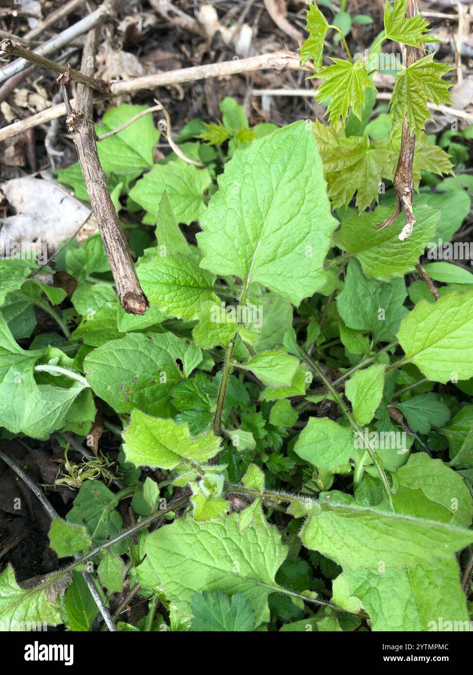 nipplewort (Lapsana communis Stock Photo - Alamy