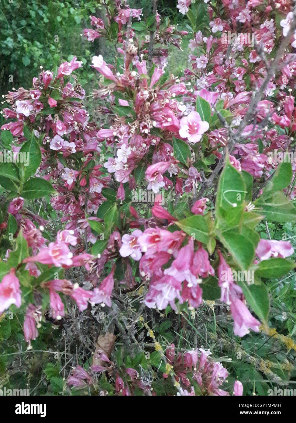 Weigela bushes (Weigela Stock Photo - Alamy