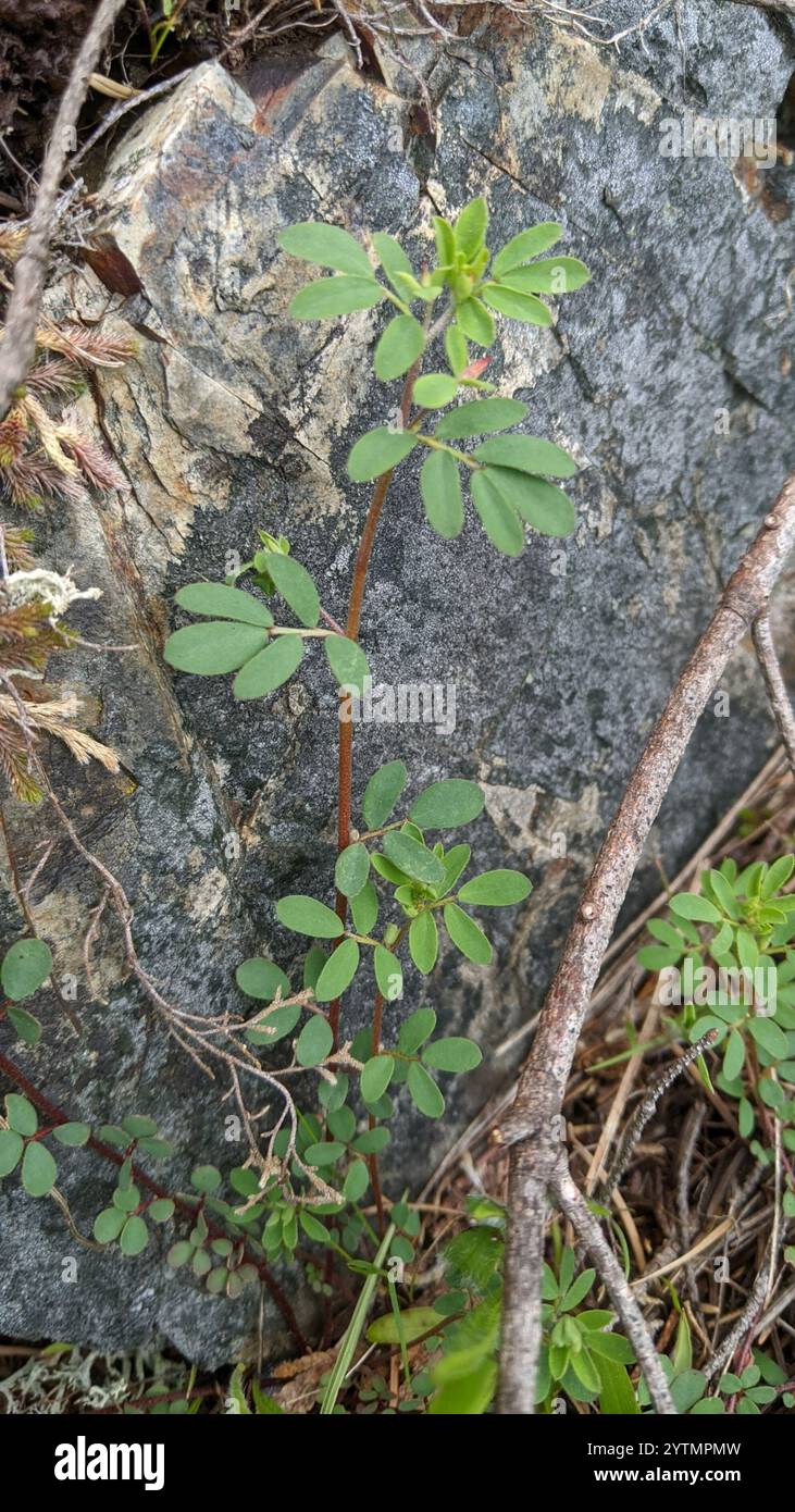 Short-flower Deervetch (Acmispon parviflorus Stock Photo - Alamy