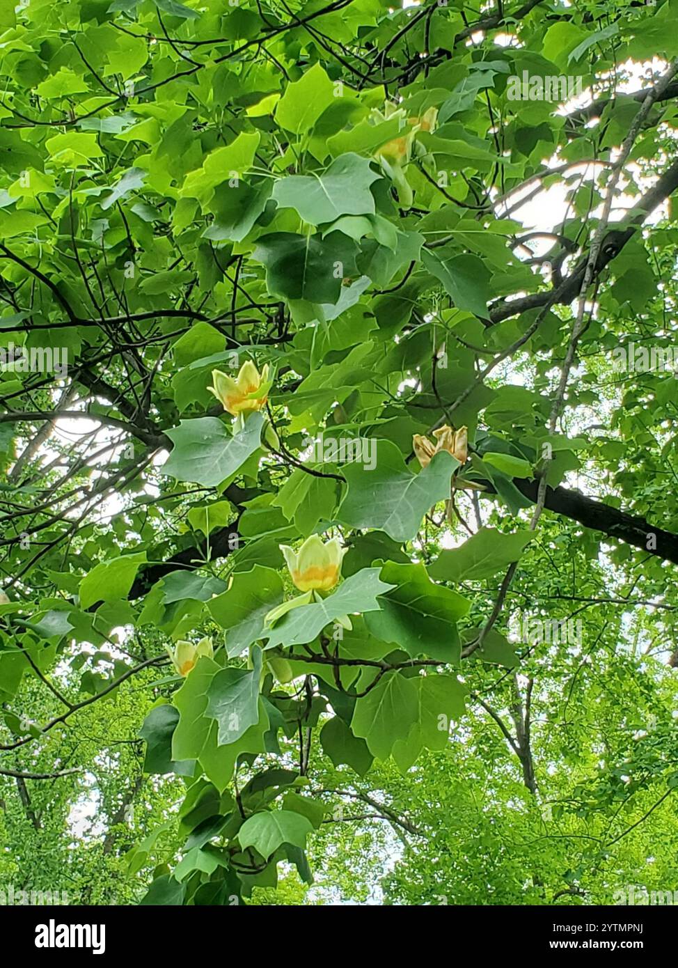 tulip tree (Liriodendron tulipifera Stock Photo - Alamy
