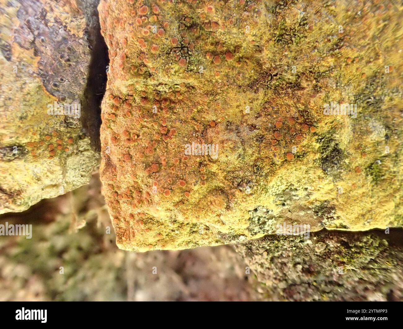 bushy lichens, sea-fog lichens, and allies (Ramalinaceae Stock Photo ...