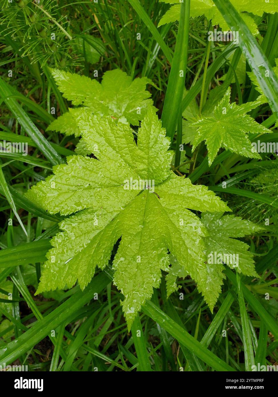 Stink Currant (Ribes bracteosum Stock Photo - Alamy