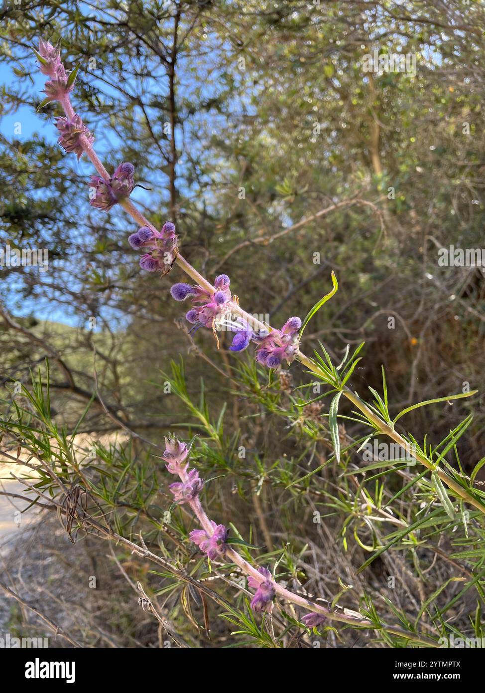 woolly bluecurls (Trichostema lanatum Stock Photo - Alamy