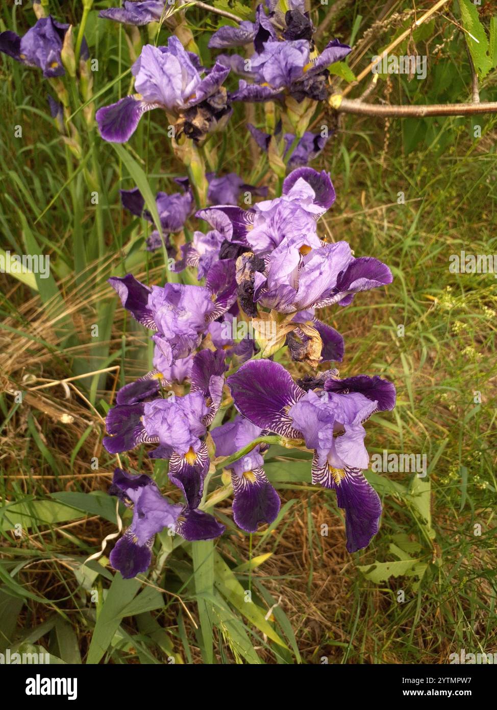 (Iris × hybrida Stock Photo - Alamy