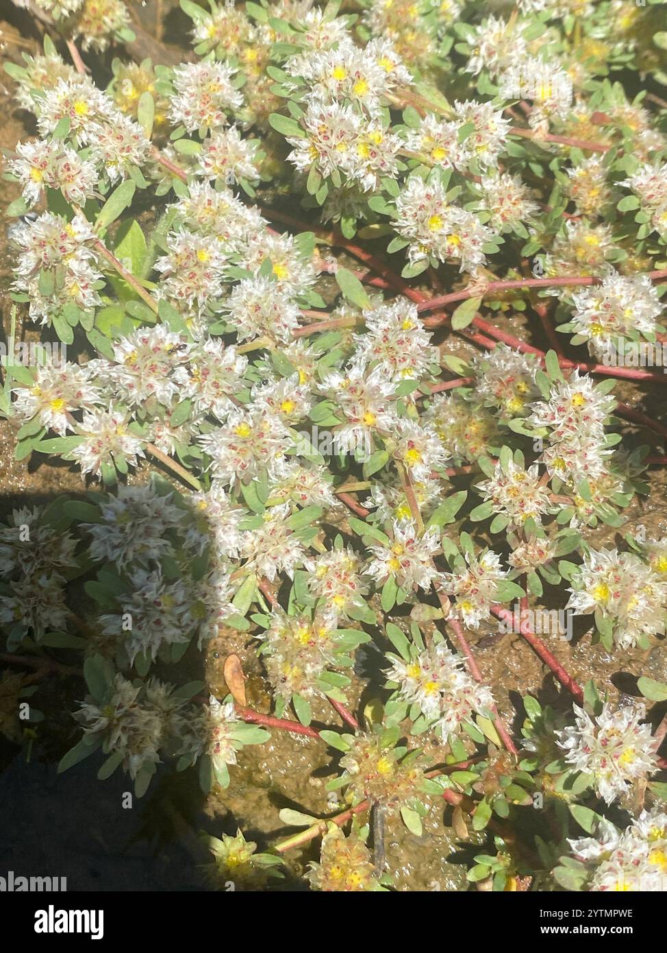 Algerian Tea (Paronychia argentea Stock Photo - Alamy