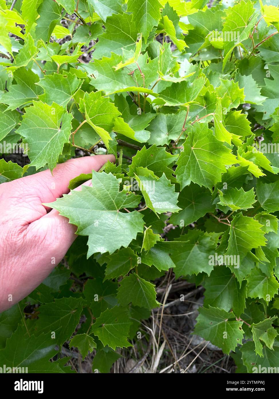 sweet mountain grape (Vitis monticola Stock Photo - Alamy