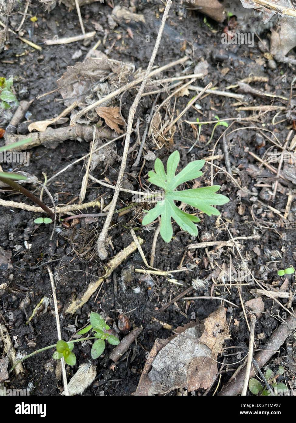 Goldilocks Buttercup (Ranunculus auricomus Stock Photo - Alamy