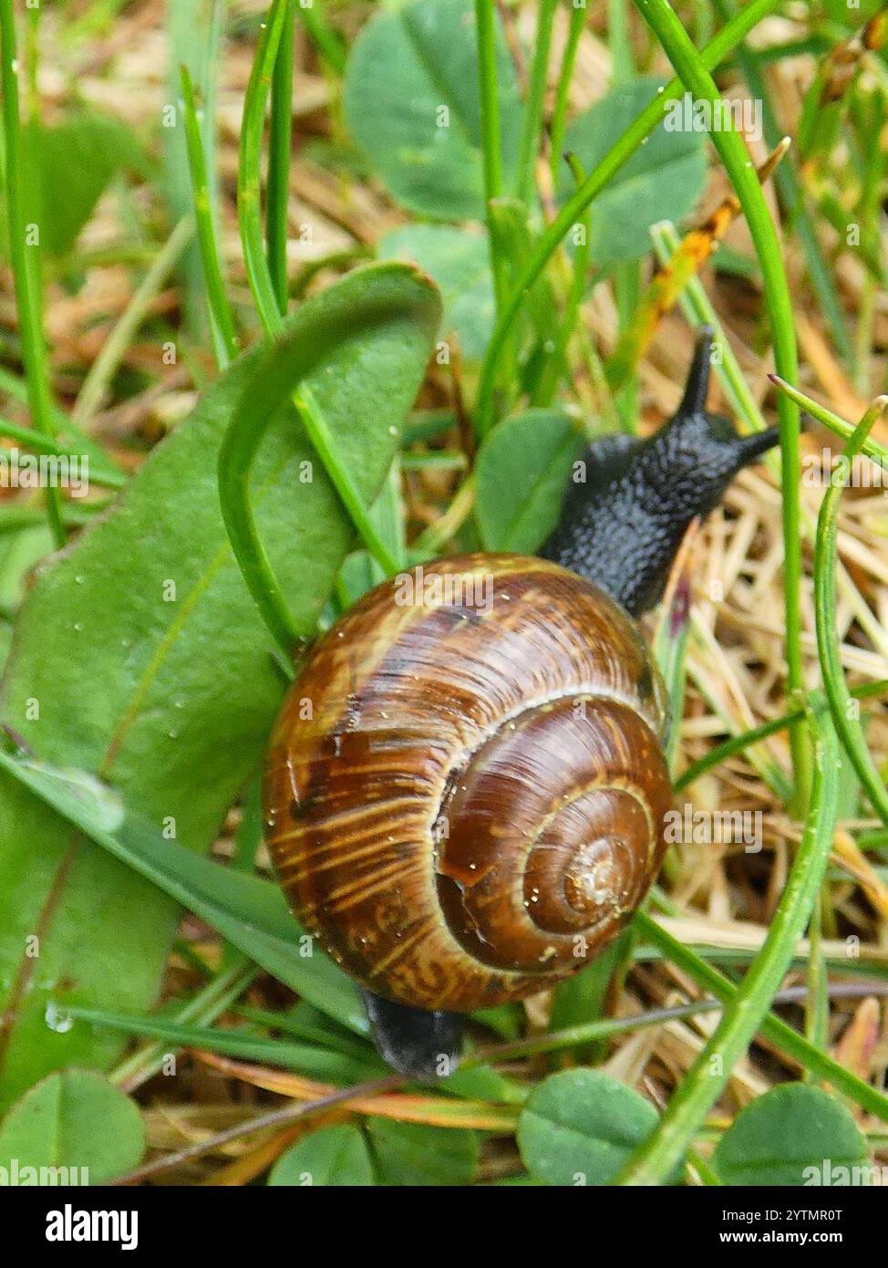 Copse Snail (Arianta arbustorum Stock Photo - Alamy