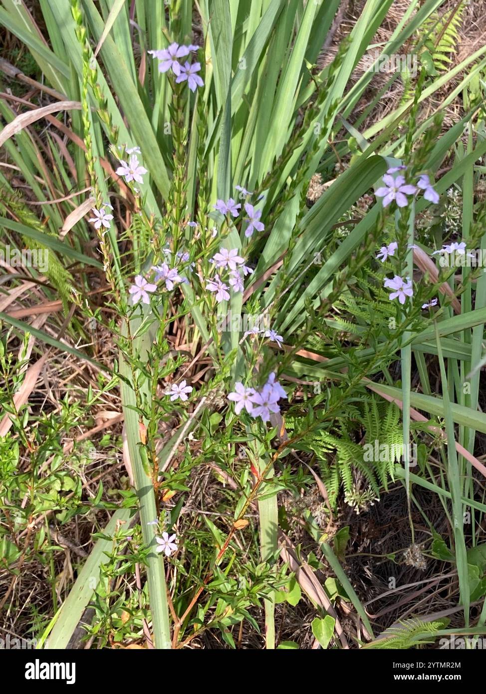 Lythrum alatum hi-res stock photography and images - Alamy