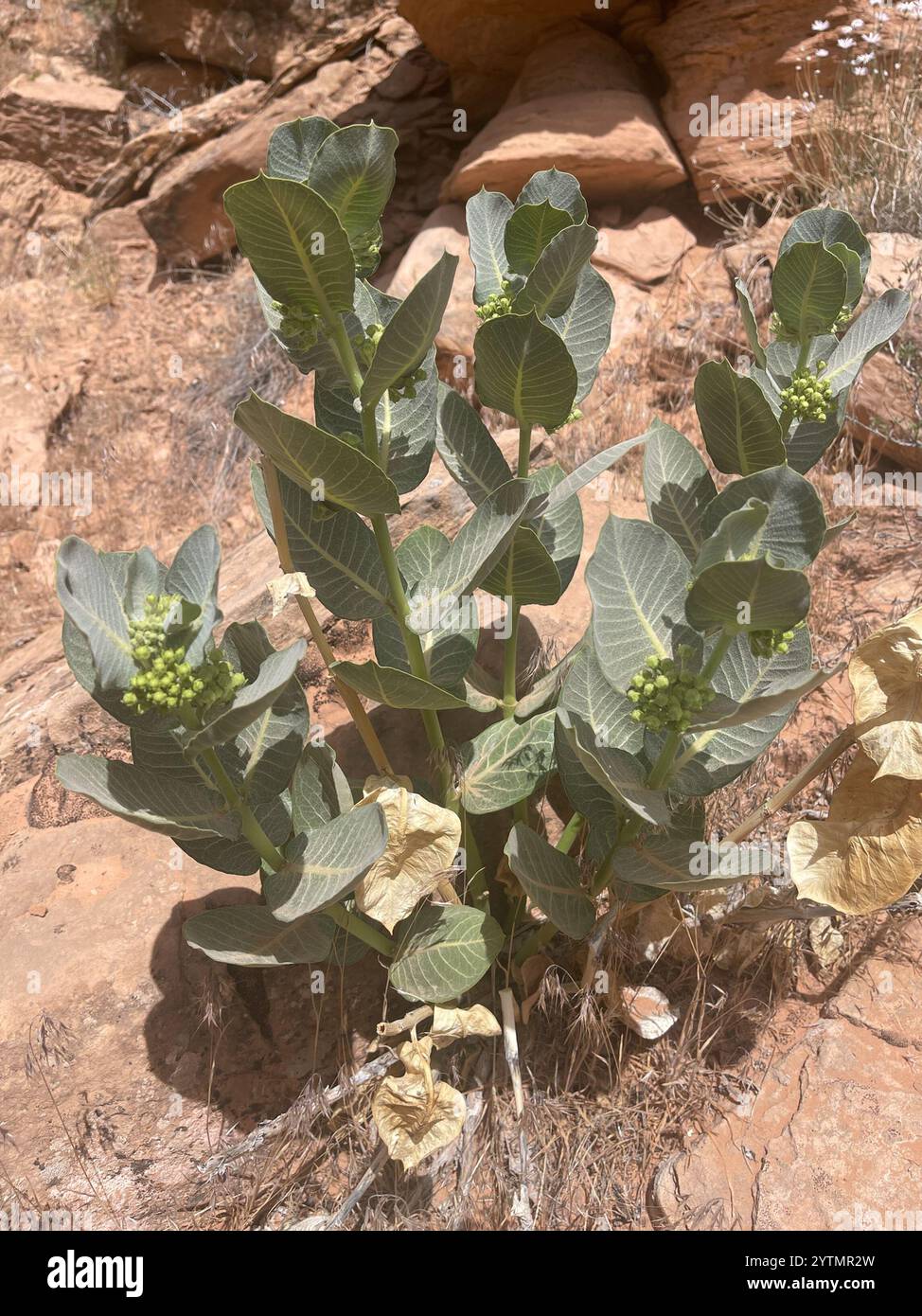 broadleaf milkweed (Asclepias latifolia Stock Photo - Alamy