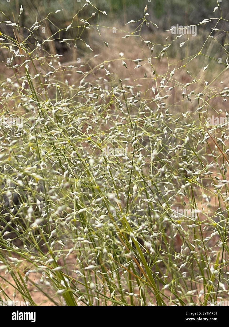 Sand Ricegrass (Eriocoma hymenoides Stock Photo - Alamy