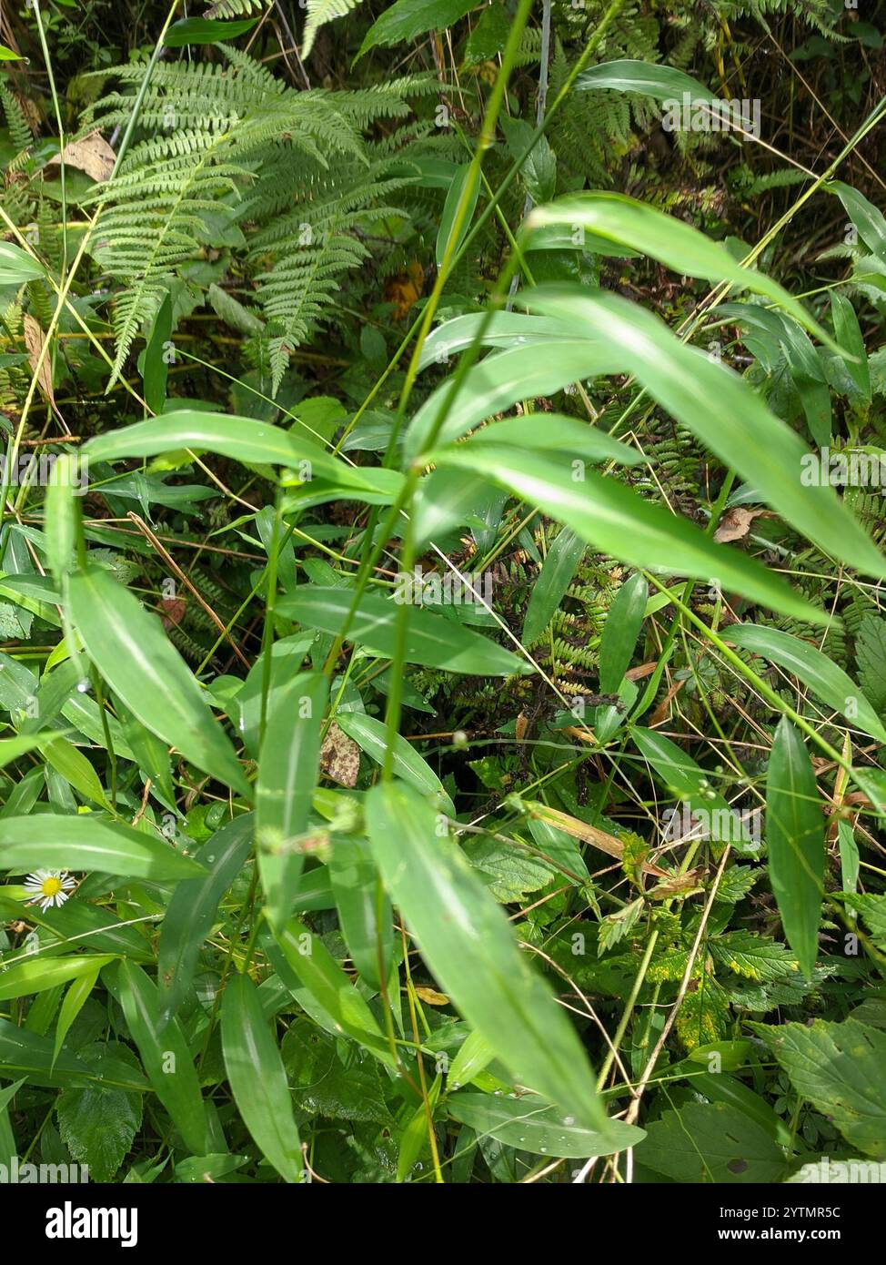 Japanese stiltgrass (Microstegium vimineum Stock Photo - Alamy