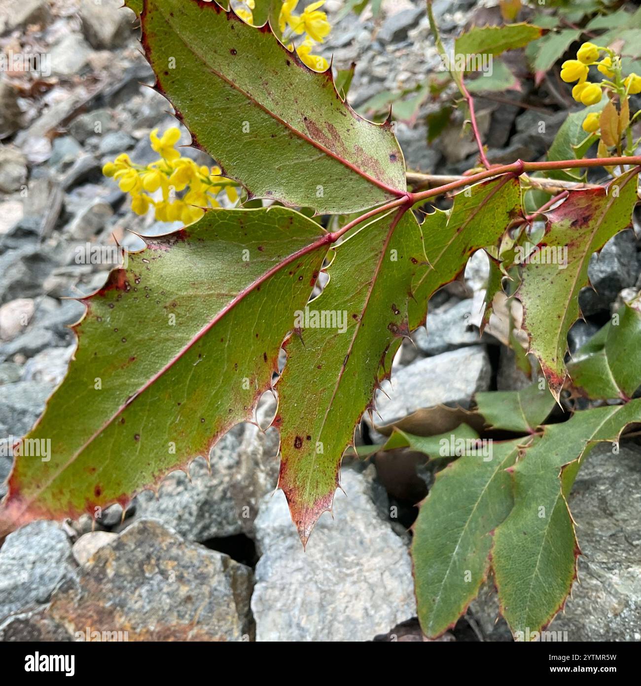 Oregon grape (Berberis aquifolium Stock Photo - Alamy