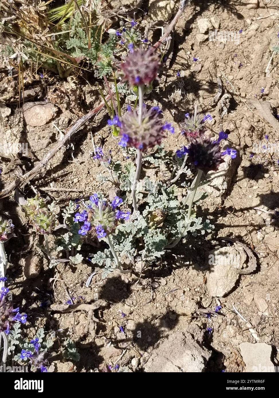 Chia (Salvia columbariae Stock Photo - Alamy