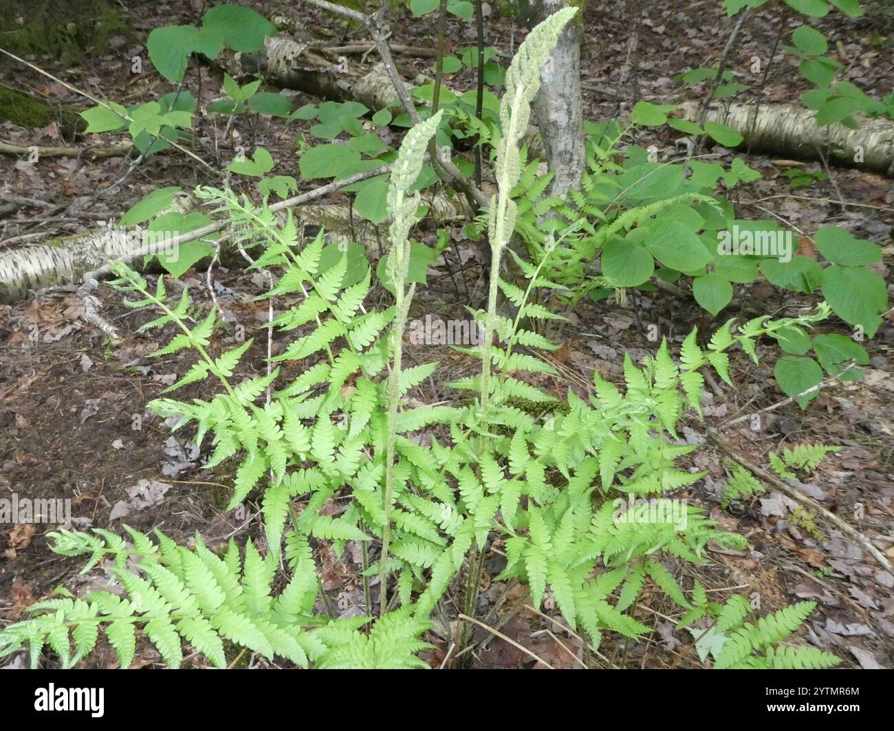 cinnamon fern (Osmundastrum cinnamomeum Stock Photo - Alamy